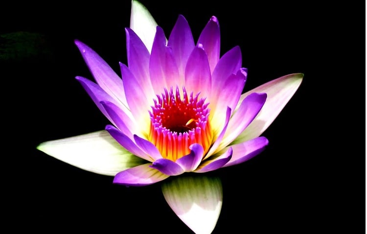 El Significado de la Flor de Loto: Simbolismo y Misticismo